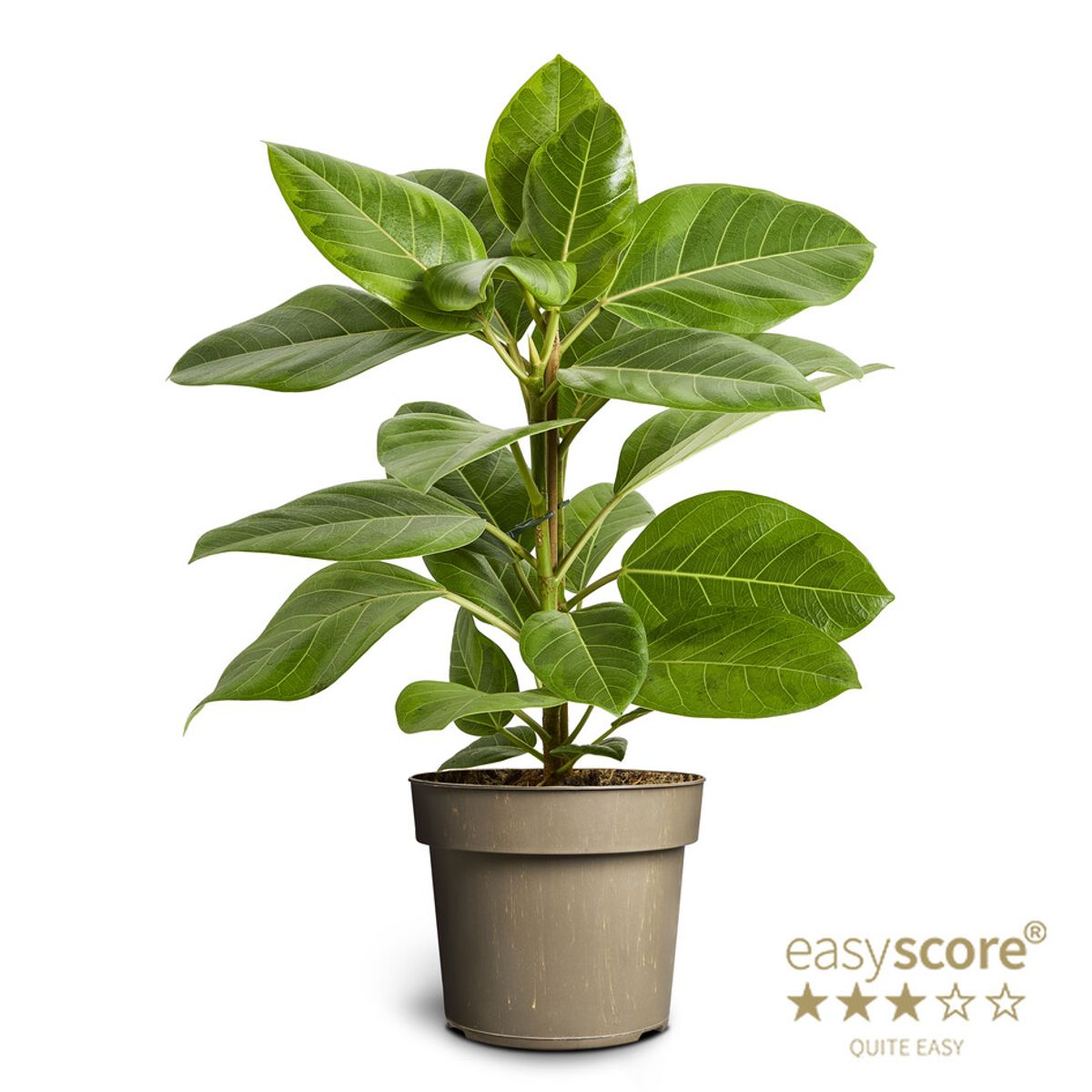 Ficus altissima — Plant Wholesale FlorAccess