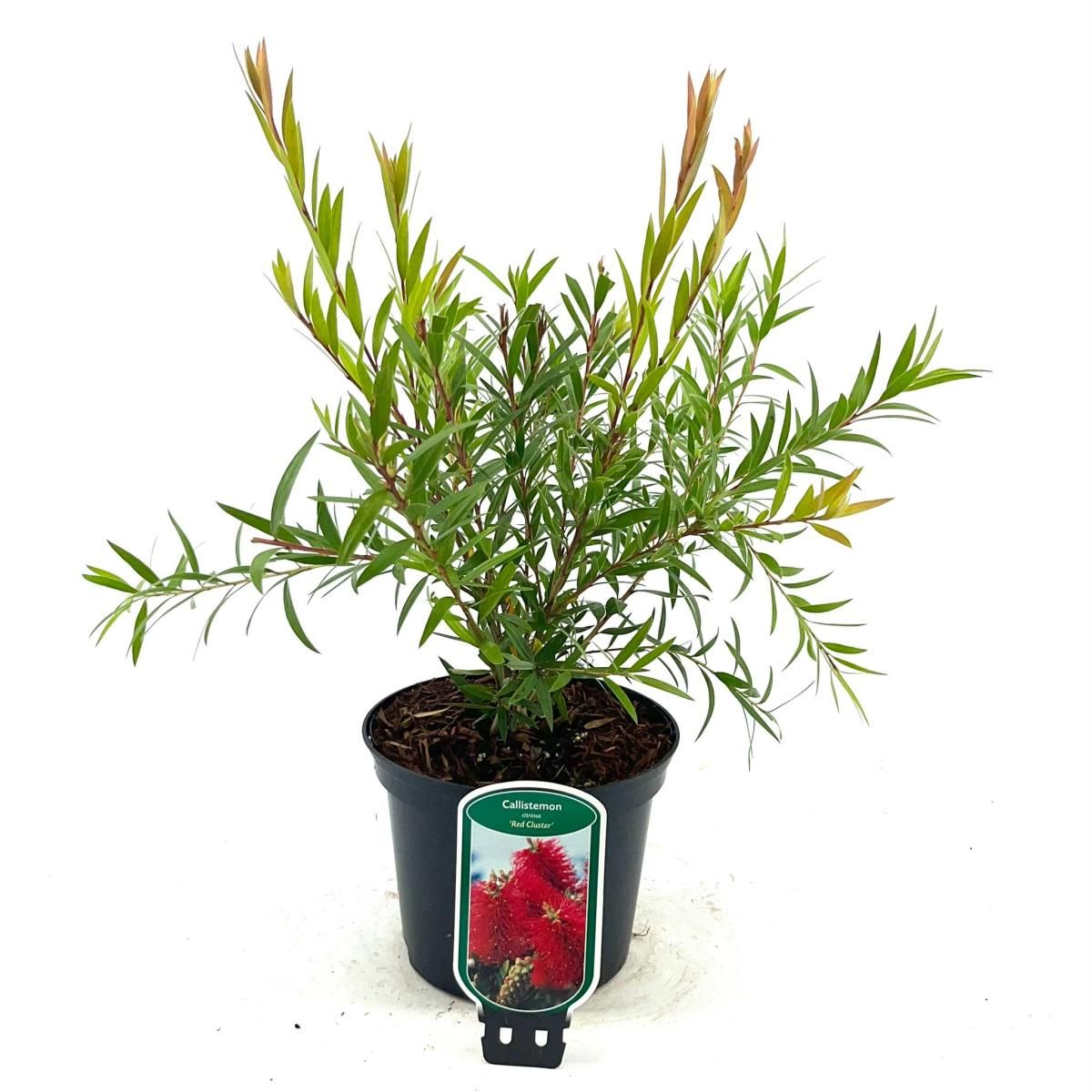 Callistemon citrinus 'Red Clusters' — Plant Wholesale FlorAccess
