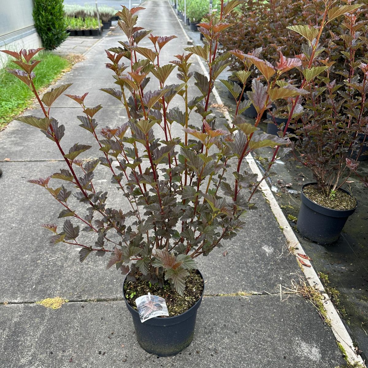 Physocarpus opulifolius 'Red Baron' — Plant Wholesale FlorAccess
