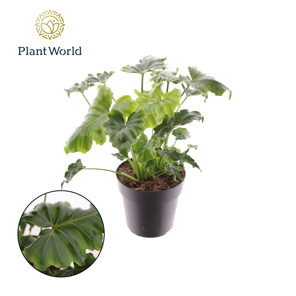 Philodendron 'Atlantis' — Plant Wholesale FlorAccess
