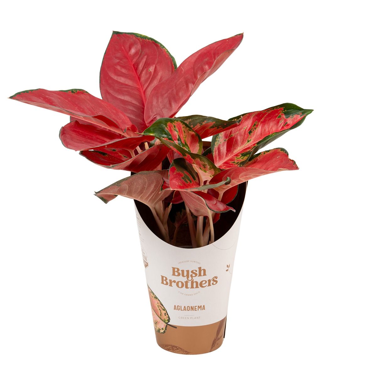 Aglaonema RED STAR — Plant Wholesale FlorAccess