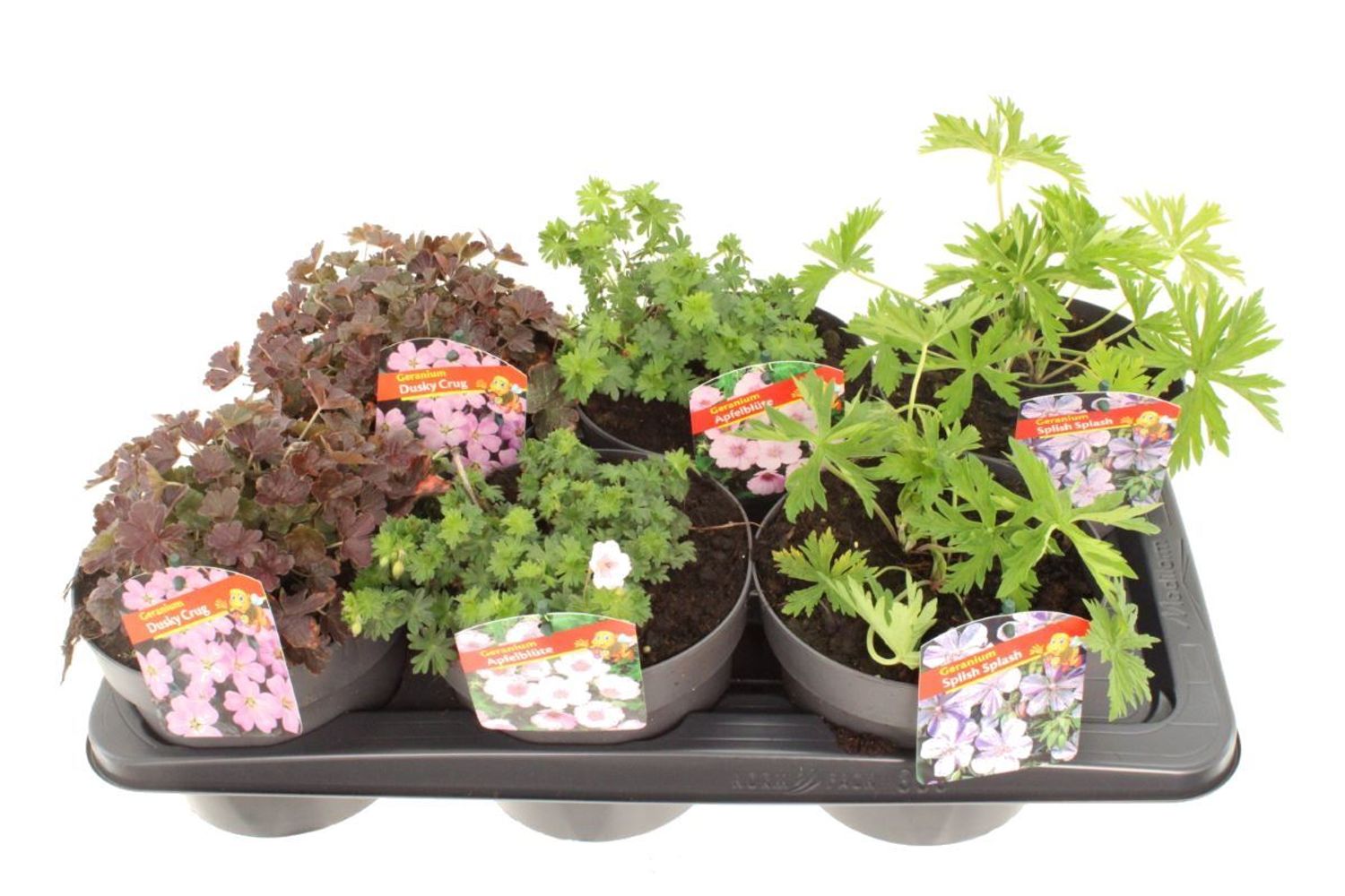 Geranium MIX — Plant Wholesale FlorAccess