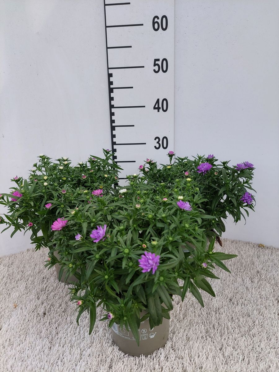 Aster NOVI-BELGII MIX IN POT — Plant Wholesale FlorAccess