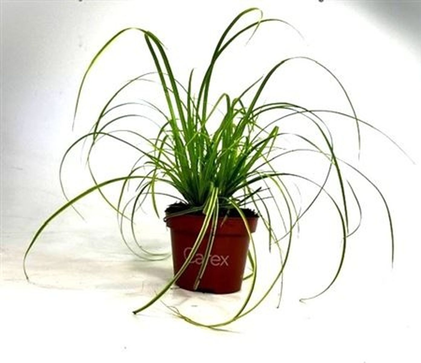 Carex dolichostachya GOLD FOUNTAINS — Plant Wholesale FlorAccess