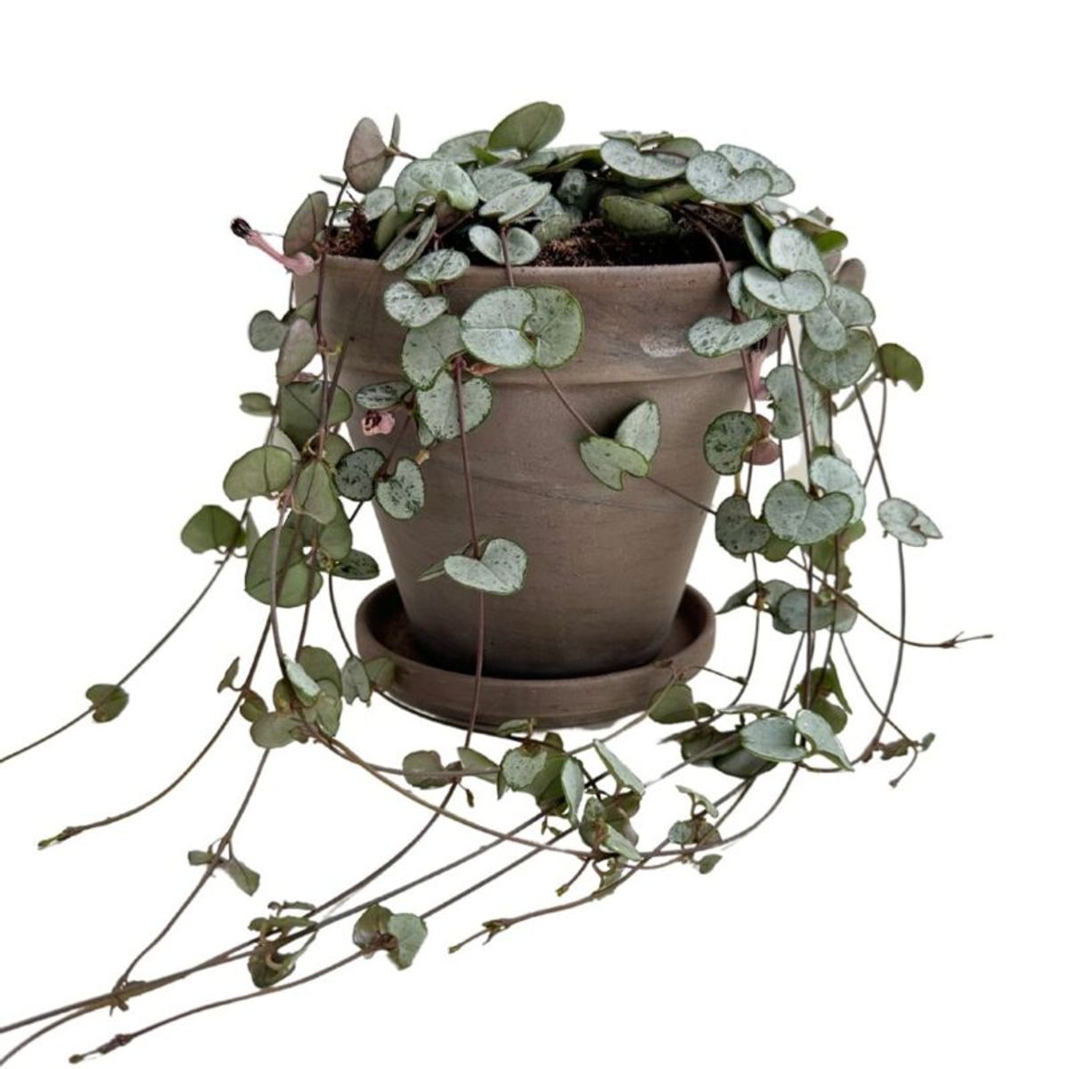 Ceropegia woodii — Plant Wholesale FlorAccess