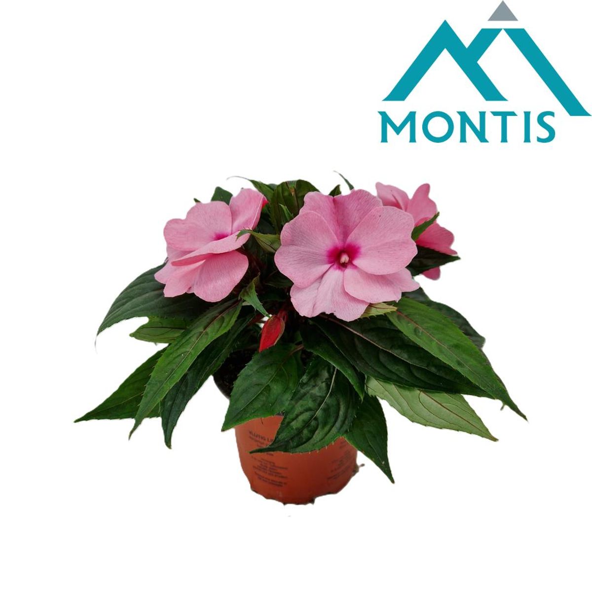 Impatiens NEW GUINEA 'Pink' — Plant Wholesale FlorAccess