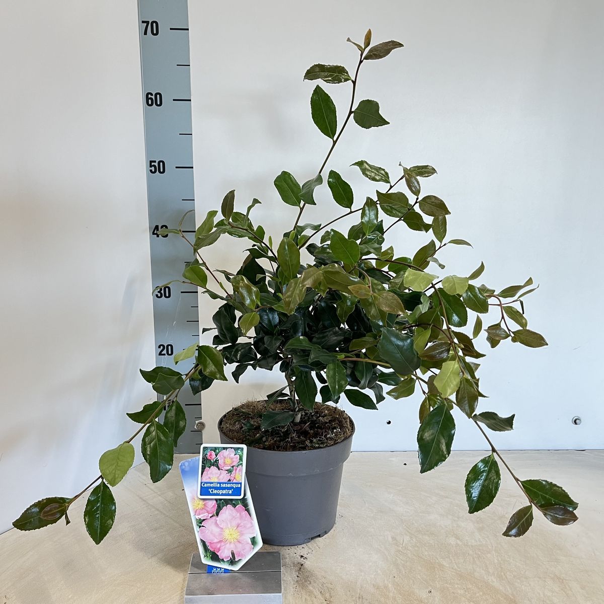 Camellia sasanqua 'Cleopatra' — Plant Wholesale FlorAccess