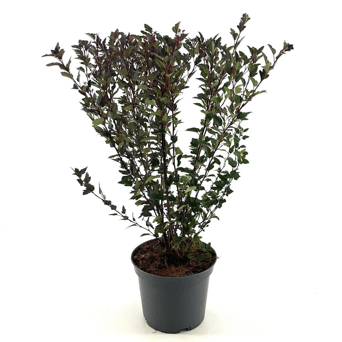 Physocarpus opulifolius LITTLE DEVIL — Plant Wholesale FlorAccess