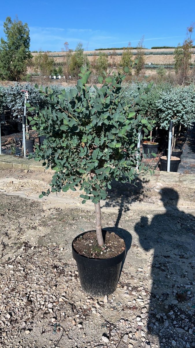 Eucalyptus gunnii — Plant Wholesale FlorAccess