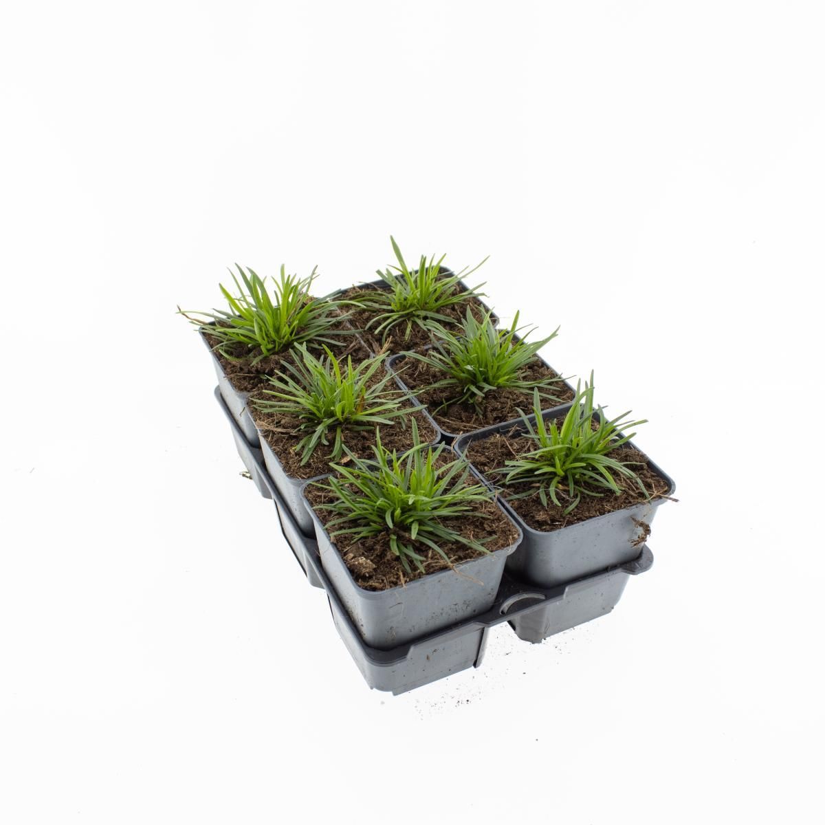 Armeria maritima 'Alba' — Plant Wholesale FlorAccess