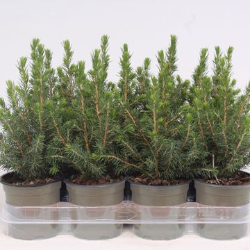 Picea glauca 'Conica' — Plant Wholesale FlorAccess