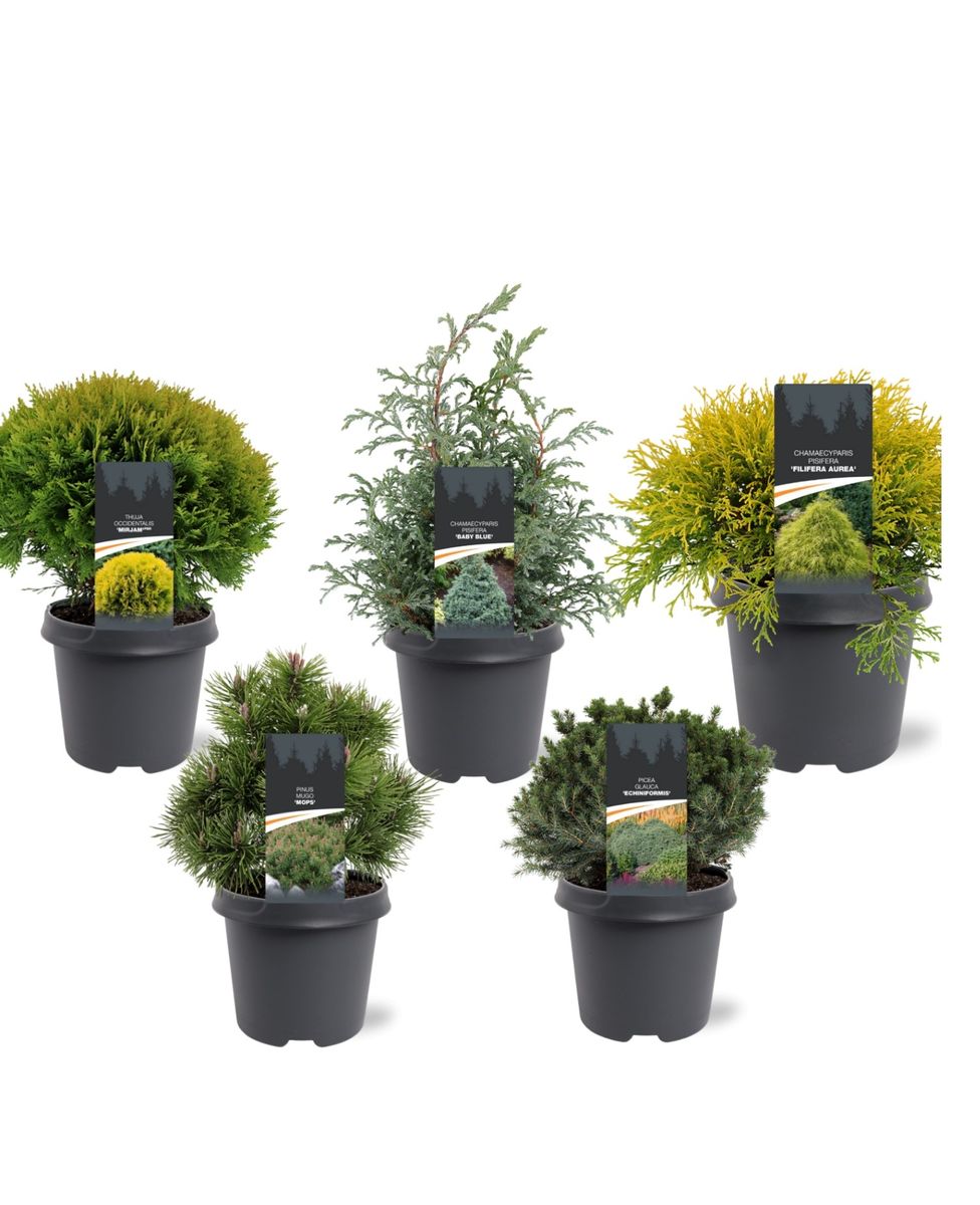 Conifers MIX — Plant Wholesale FlorAccess