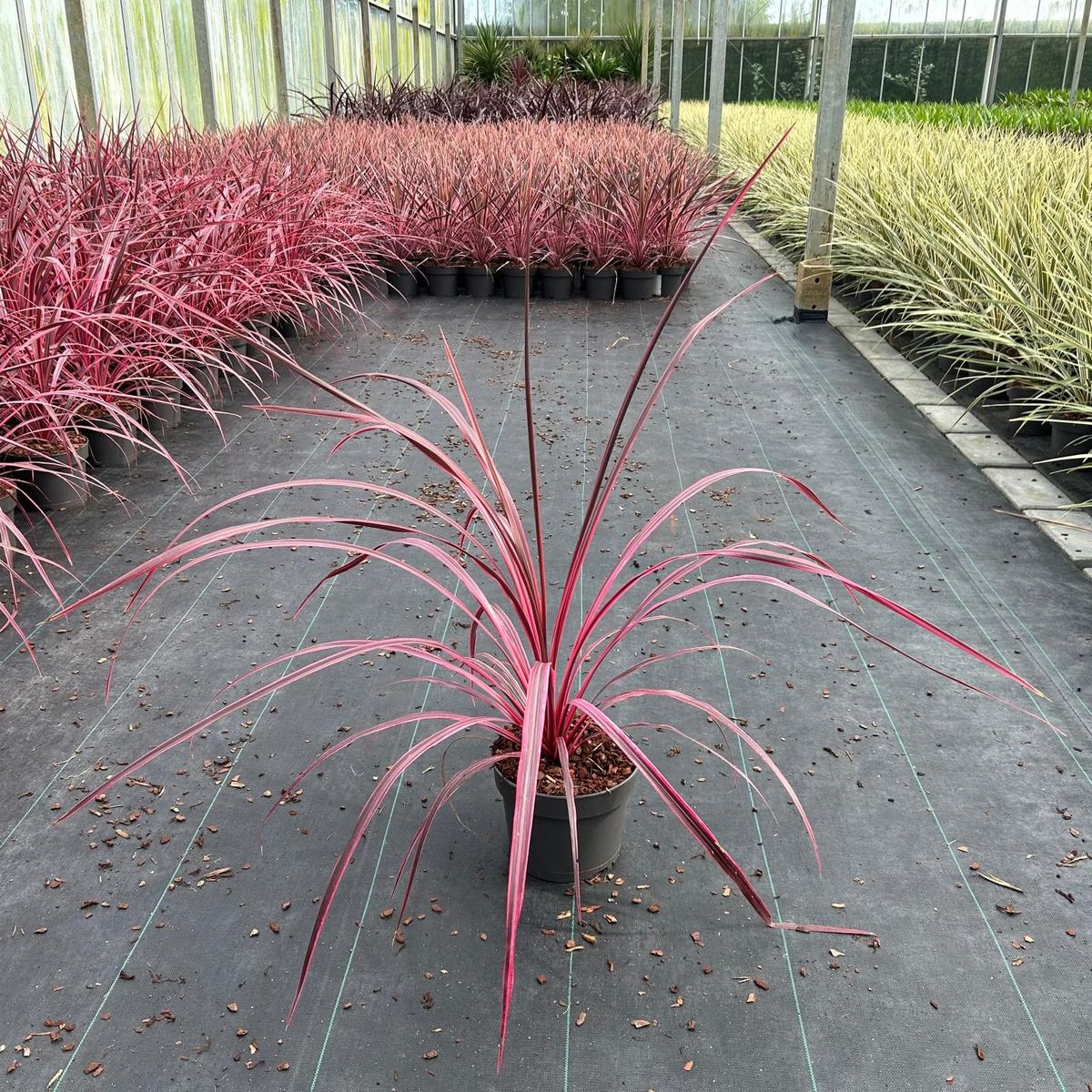 Cordyline FESTIVAL RASPBERRY — Plant Wholesale FlorAccess