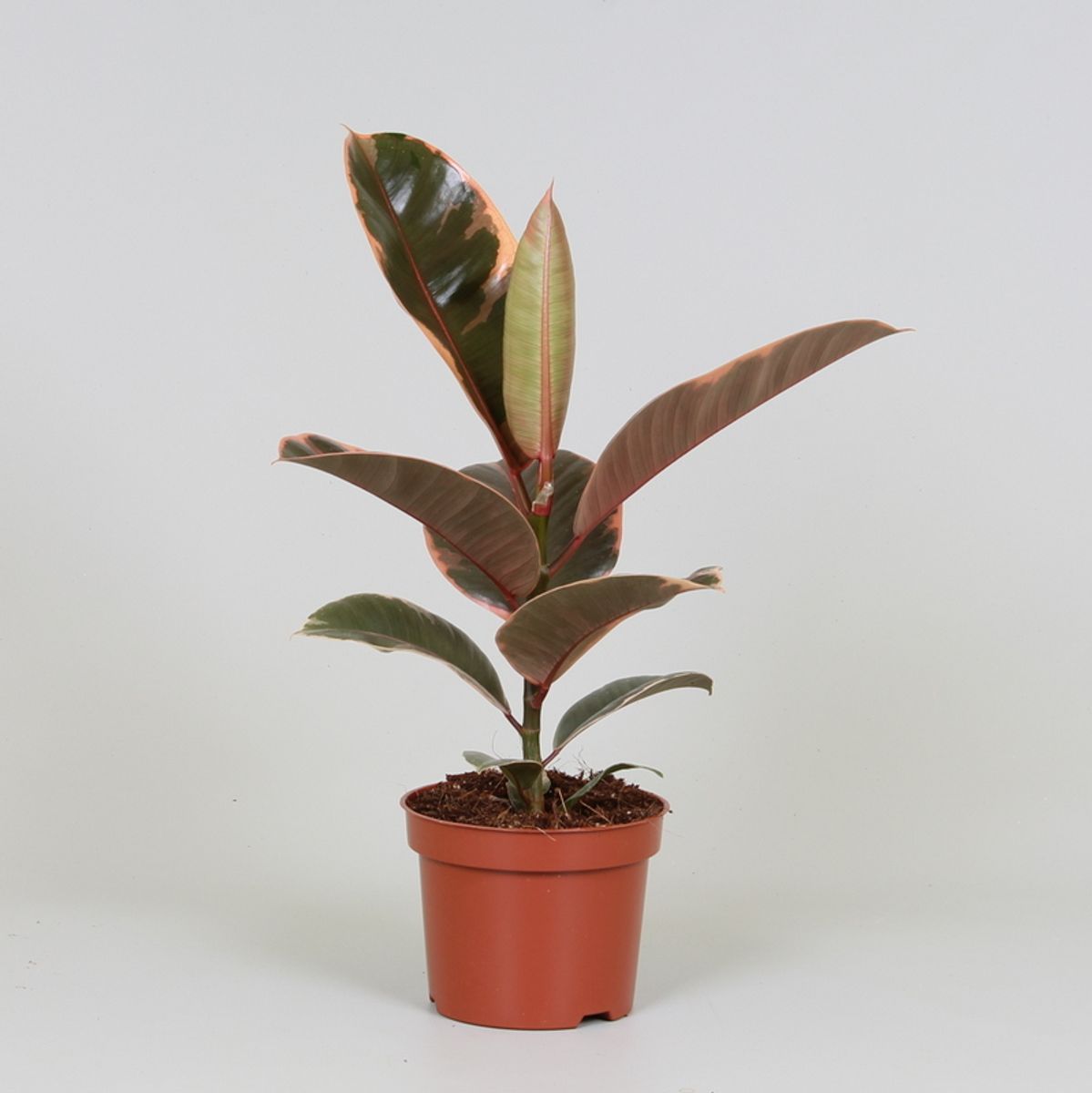 Ficus elastica 'Belize' — Plant Wholesale FlorAccess