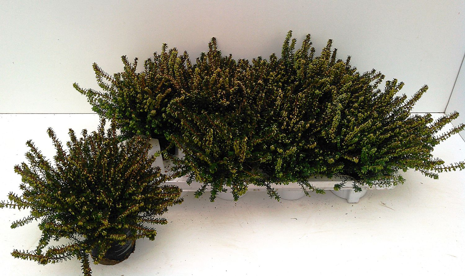 Erica x darleyensis 'Spring Surprise' — Plant Wholesale FlorAccess