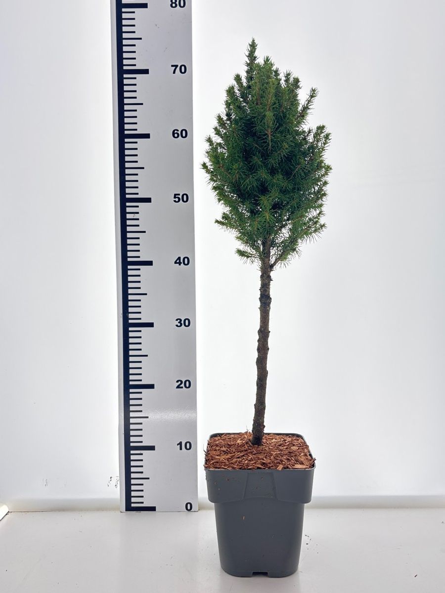 Picea glauca PERFECTA — Plant Wholesale FlorAccess