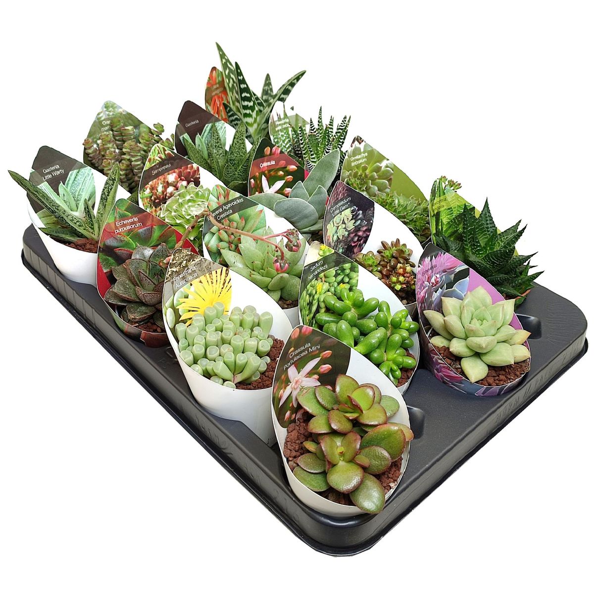 Succulents MIX — Plant Wholesale FlorAccess