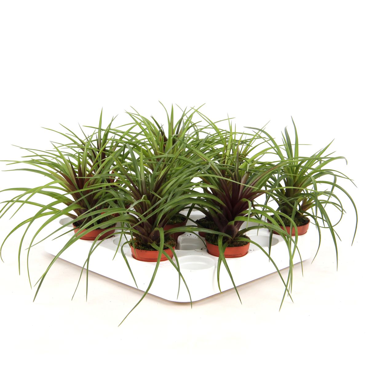 Tillandsia cyanea 'Anita' — Plant Wholesale FlorAccess