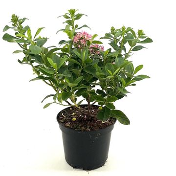 Escallonia laevis PINK ELLE — Plant Wholesale FlorAccess