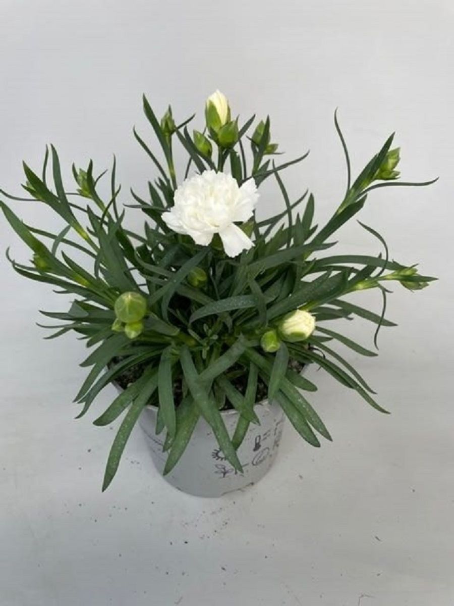 Dianthus SUPER TROUPER WHITNEY — Plant Wholesale FlorAccess