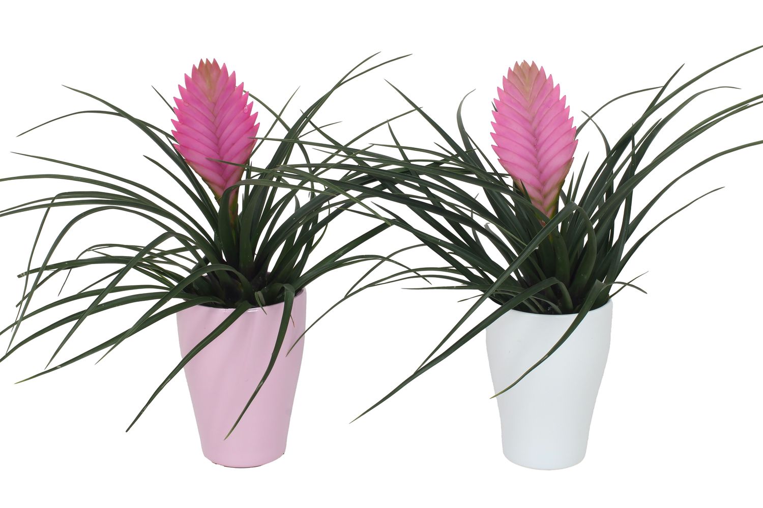 Tillandsia cyanea 'Anita' — Plant Wholesale FlorAccess