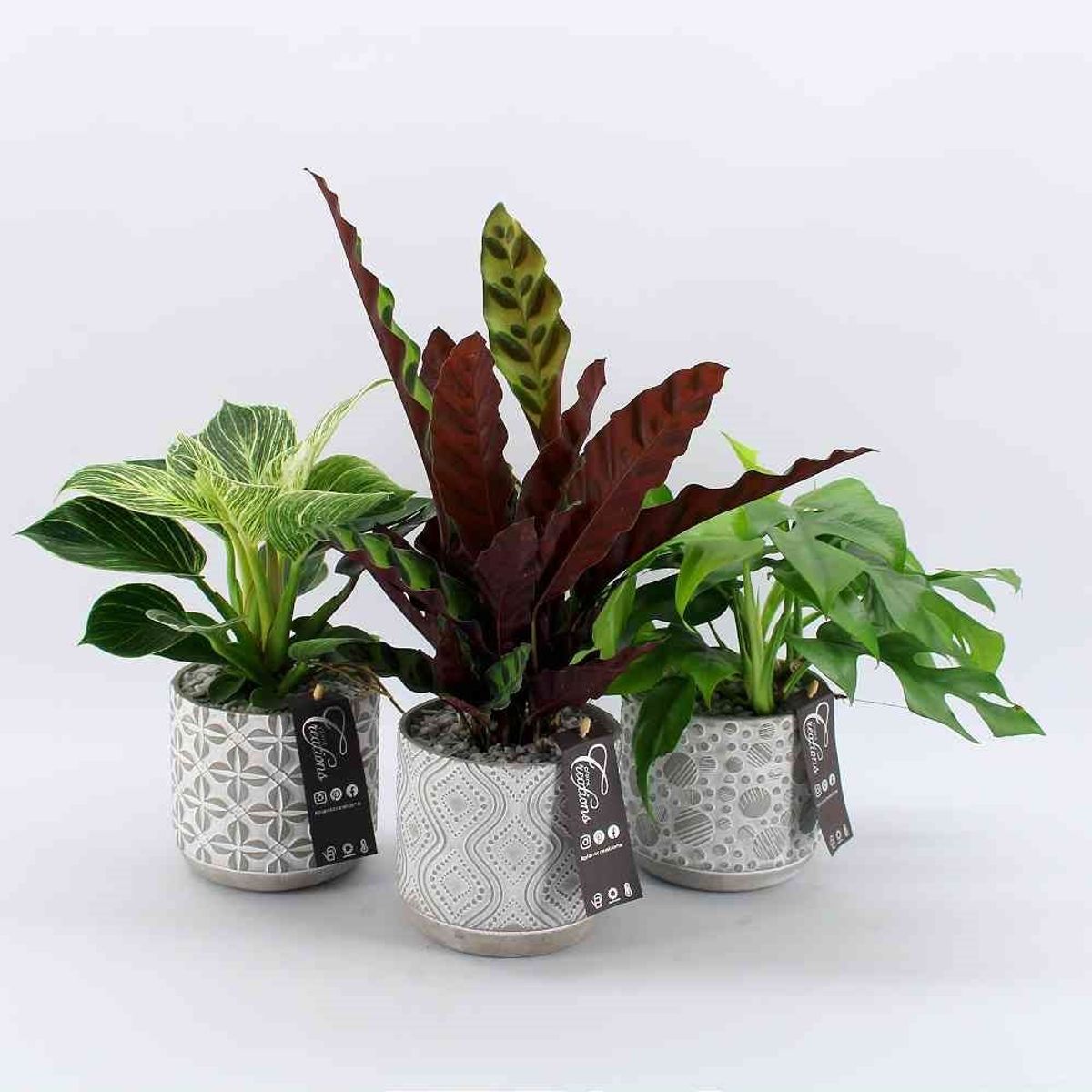 Houseplants MIX — Plant Wholesale FlorAccess