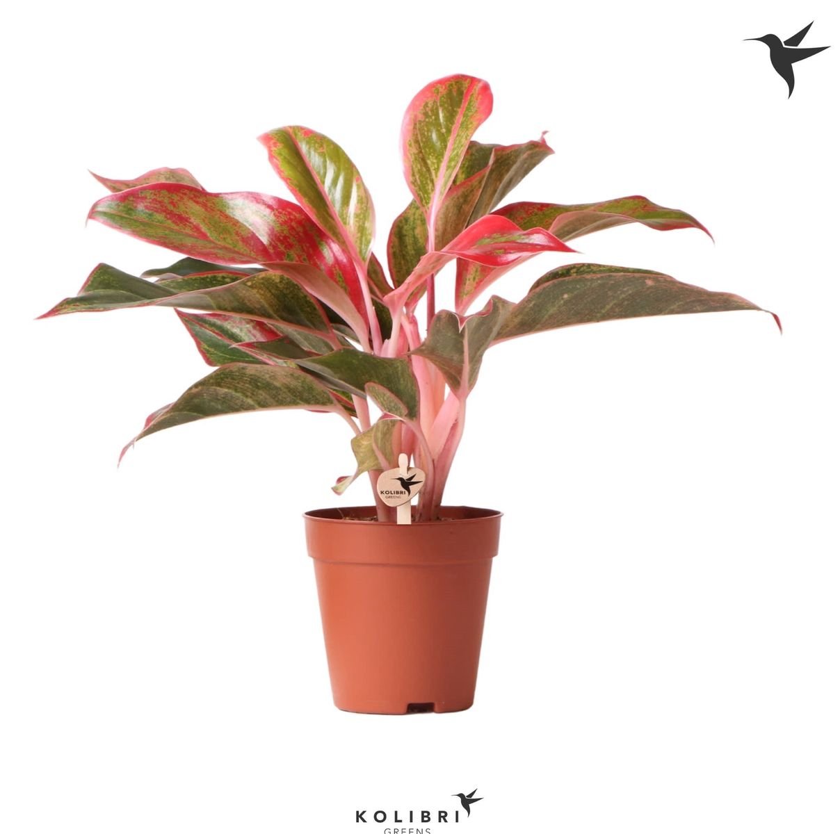 Aglaonema CRETE — Plant Wholesale FlorAccess
