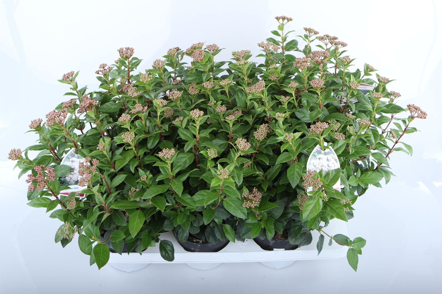 Viburnum tinus — Рослини оптом FlorAccess