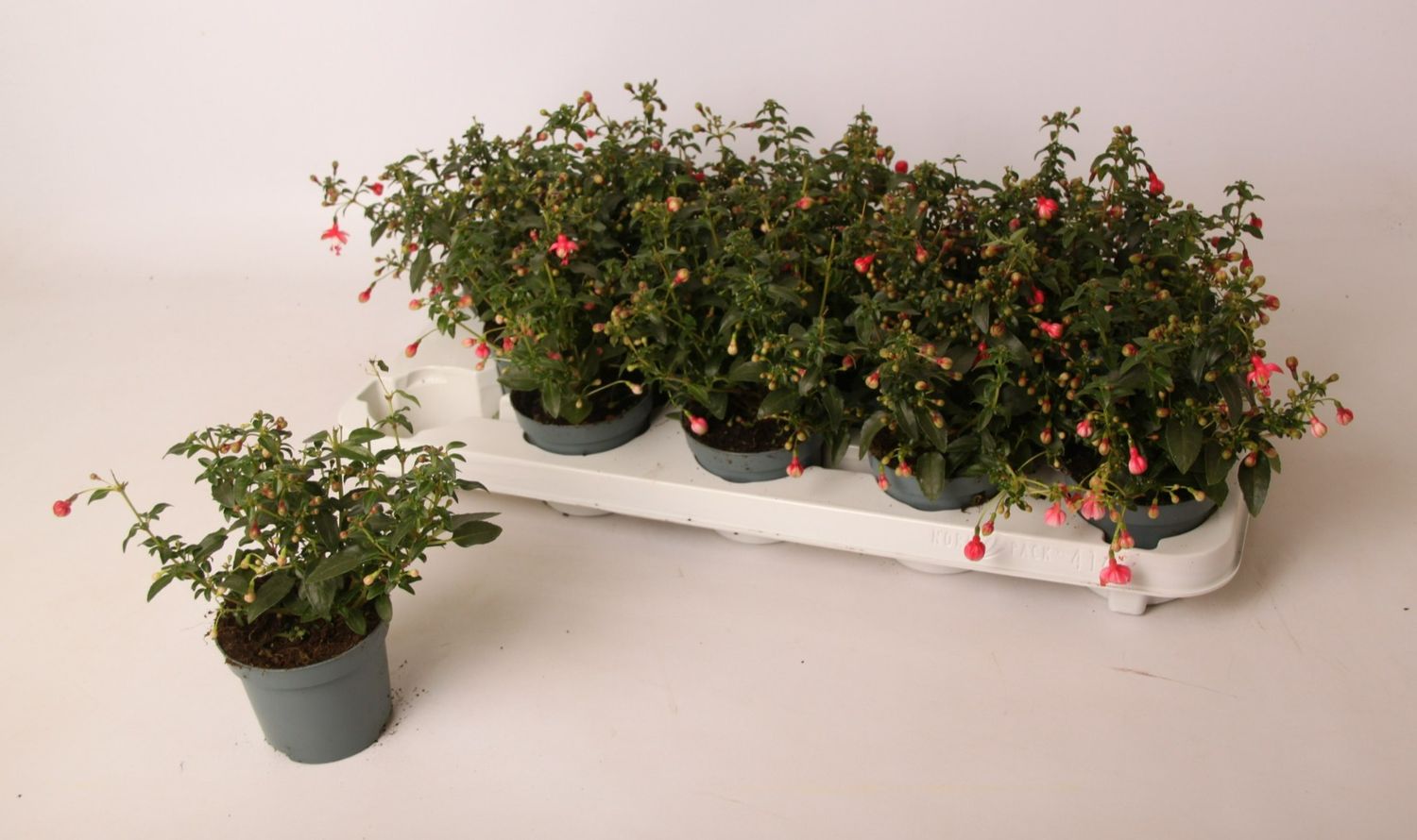 Fuchsia 'Riccartonii' — Plant Wholesale FlorAccess