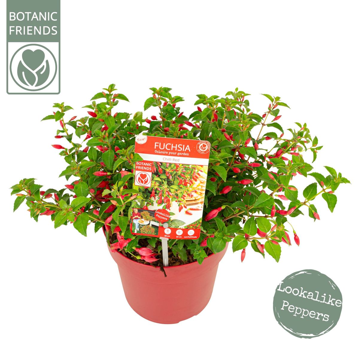 Fuchsia 'Chilli Red' — Plant Wholesale FlorAccess