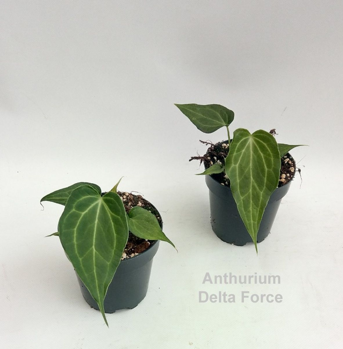 Anthurium 'Delta Force' — Plant Wholesale FlorAccess