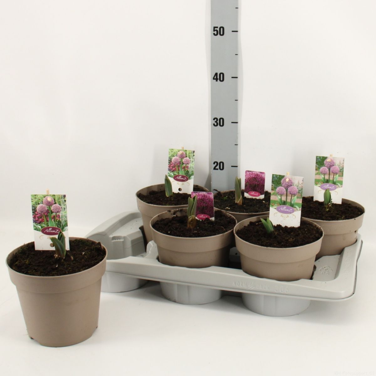 Allium MIX — Plant Wholesale FlorAccess