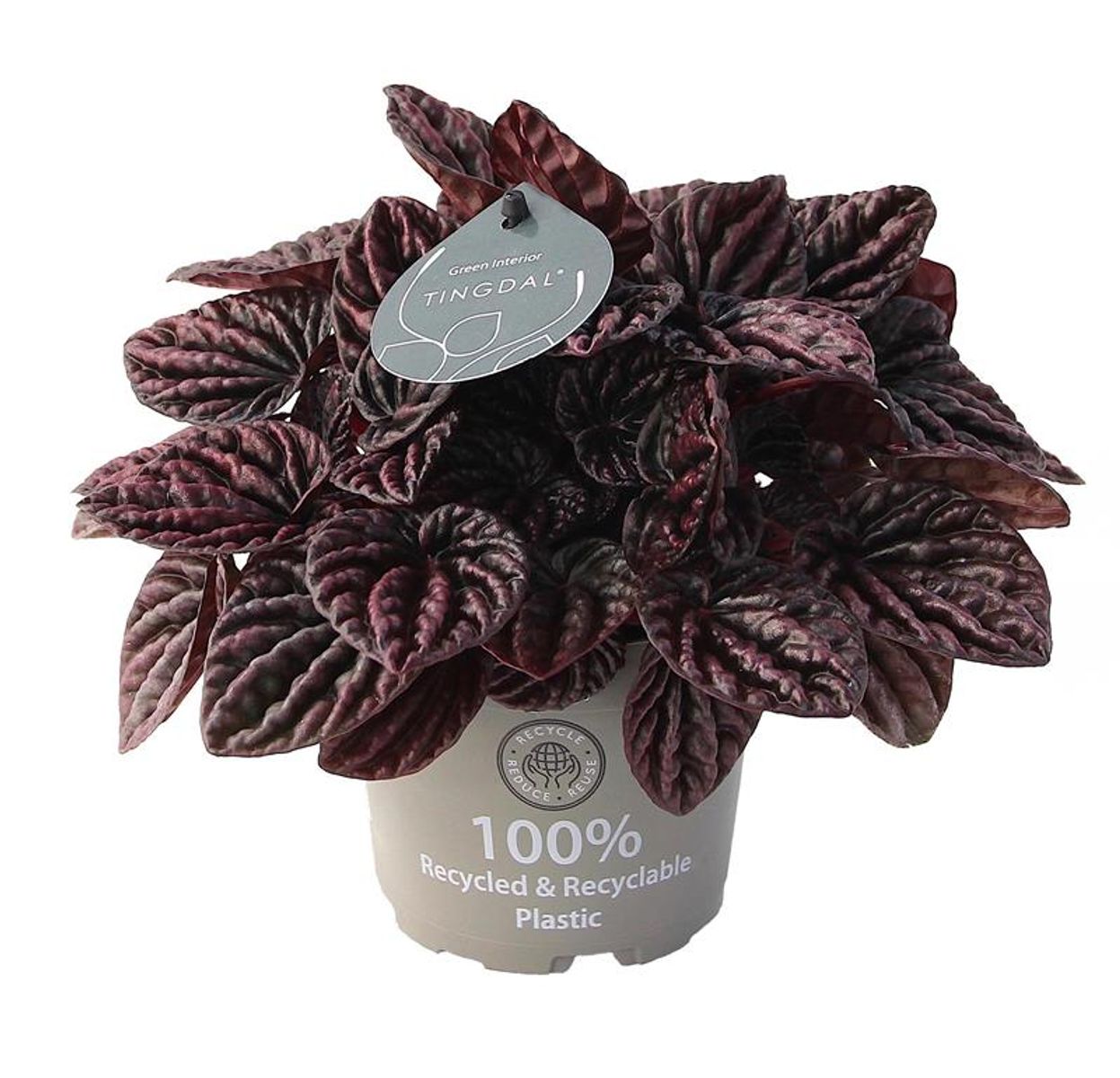 Peperomia caperata 'Red Luna' — Plant Wholesale FlorAccess