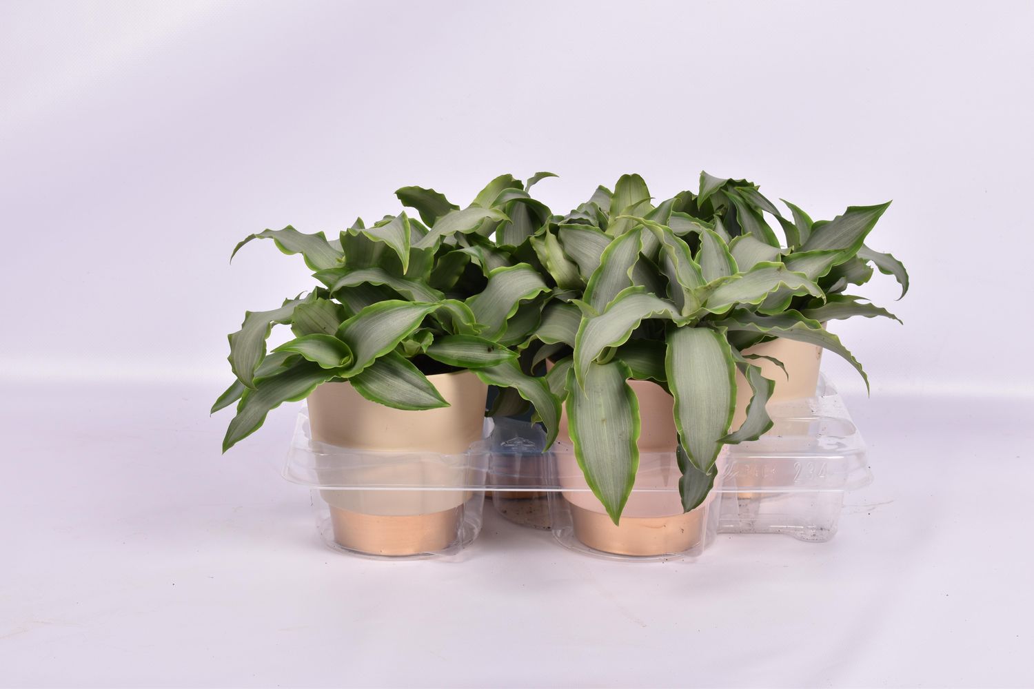 Murdannia loriformis BRIGHT STAR — Plant Wholesale FlorAccess