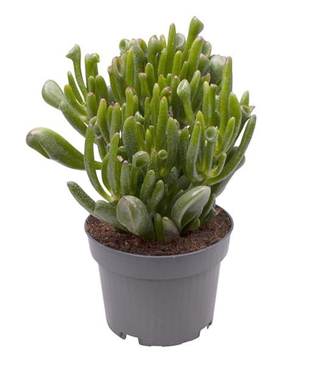 Crassula ovata 'Coral' — Plant Wholesale FlorAccess