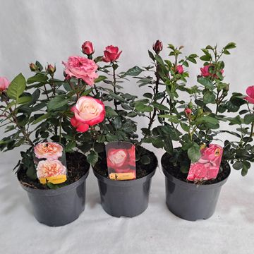 Rosa MIX — Plant Wholesale FlorAccess