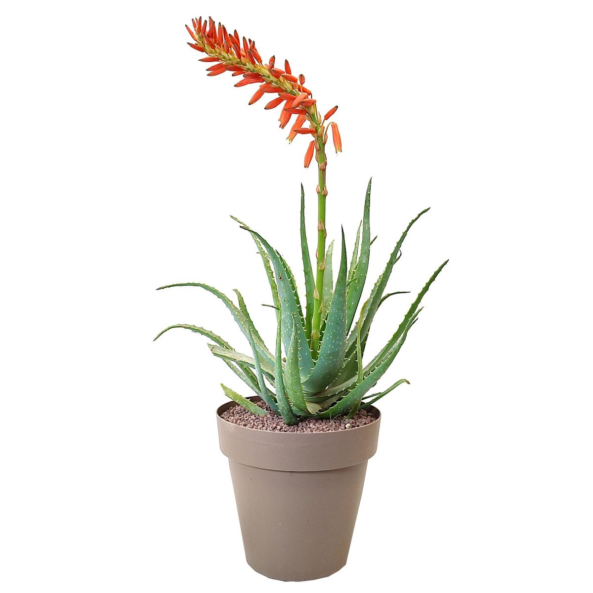 Aloe x spinosissima — Toptan Bitki Satışı FlorAccess