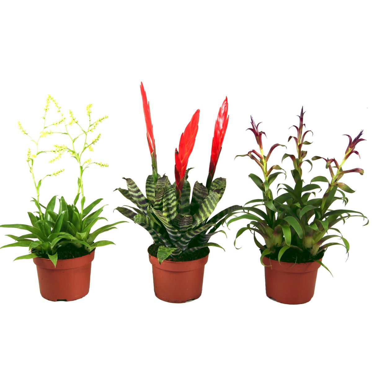 Bromelia MIX — Plant Wholesale FlorAccess