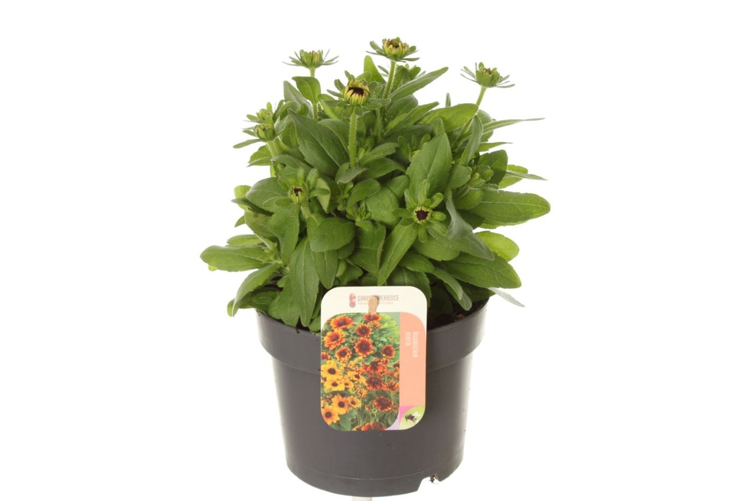 Rudbeckia hirta RUDY MINI YELLOW ORANGE — Plant Wholesale FlorAccess