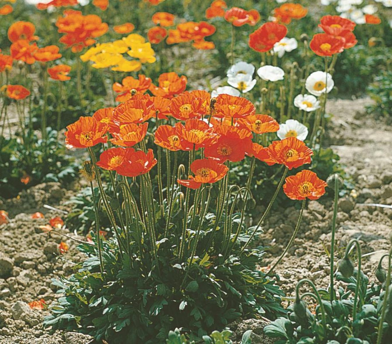 Papaver nudicaule MIX — Plant Wholesale FlorAccess