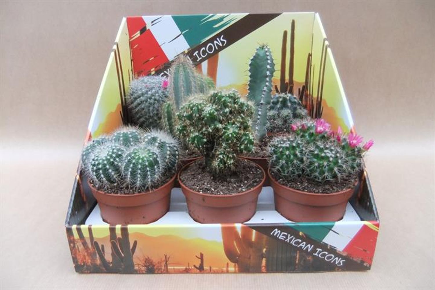 Cactus MIX — Plant Wholesale FlorAccess