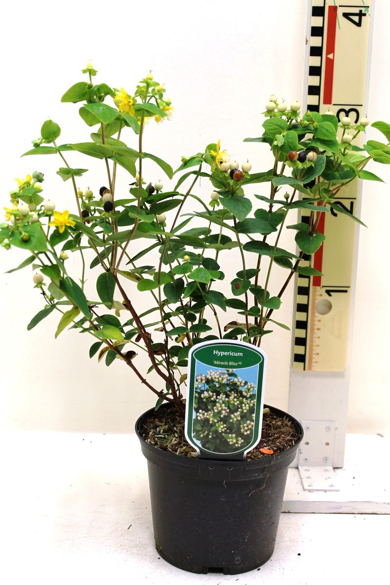 Hypericum MIRACLE BLIZZ — Plant Wholesale FlorAccess