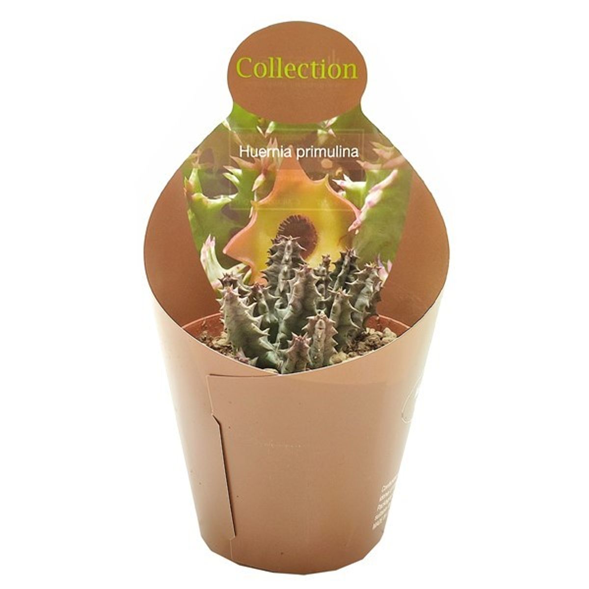 Huernia primulina — Plant Wholesale FlorAccess