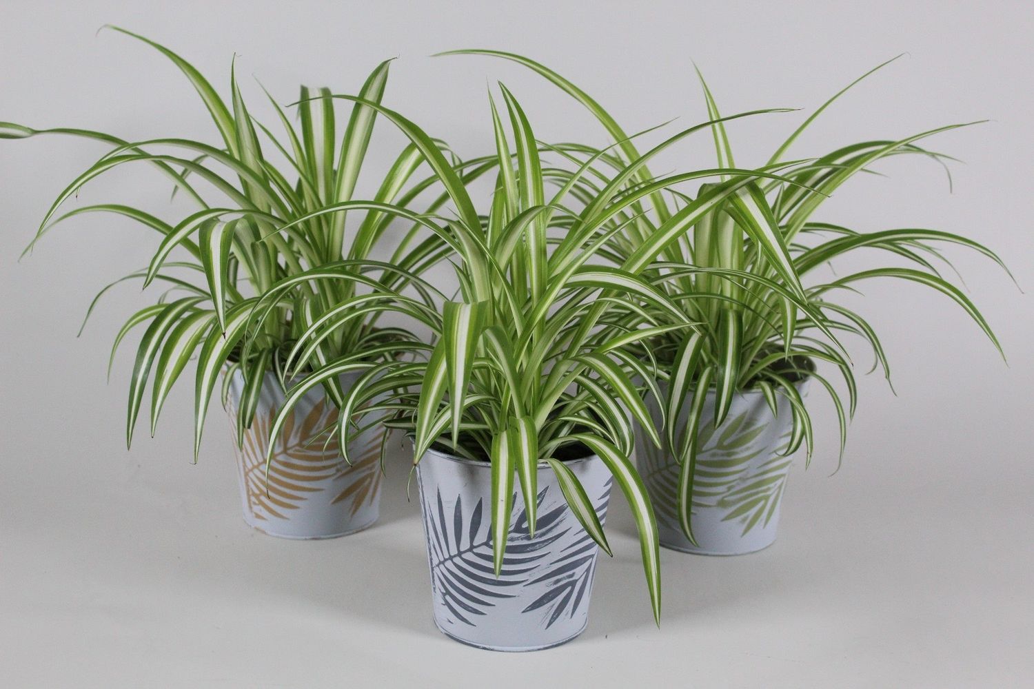 Chlorophytum comosum 'Variegatum' — Plant Wholesale FlorAccess