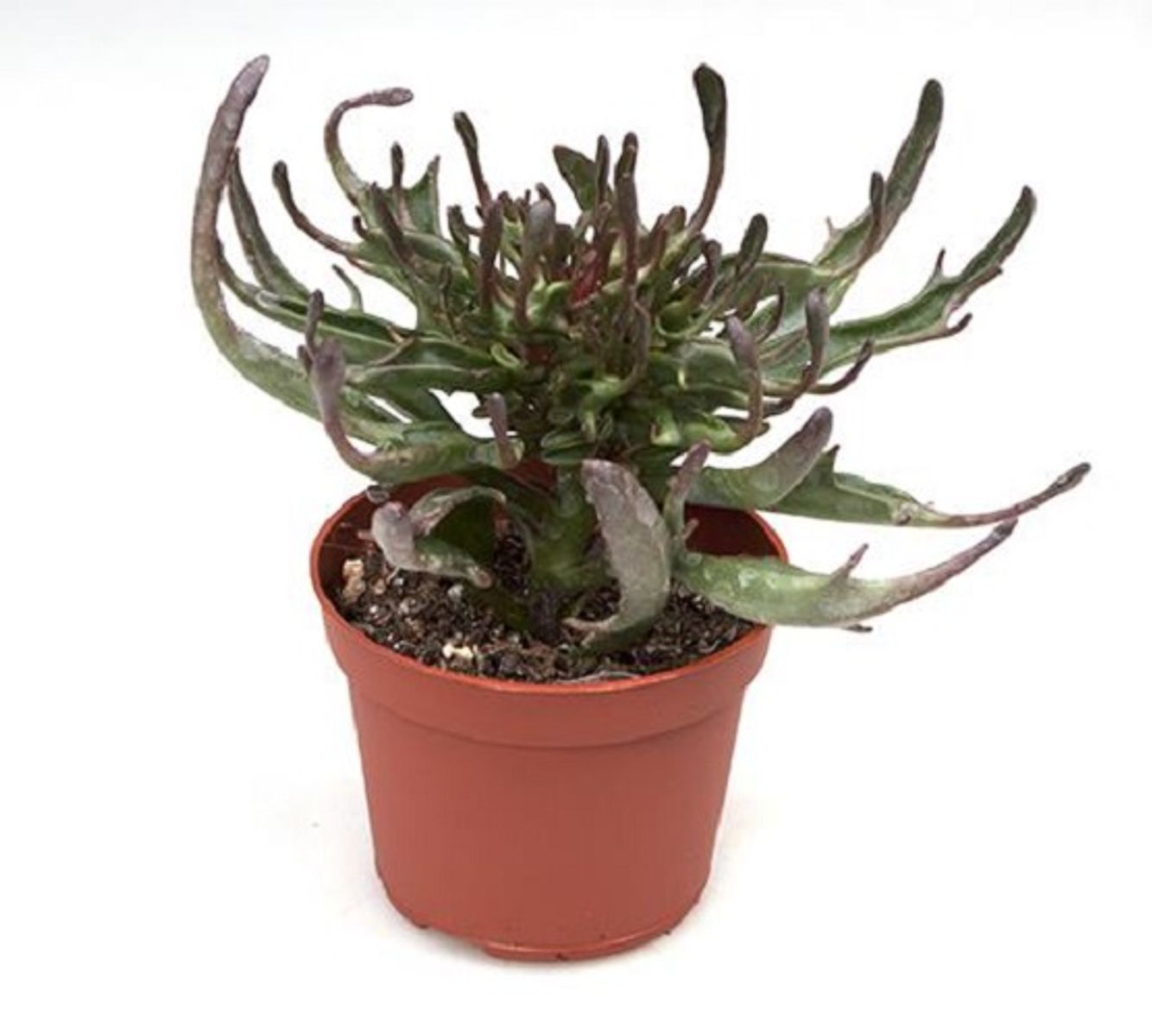 Kalanchoe TARANTULA — Plant Wholesale FlorAccess