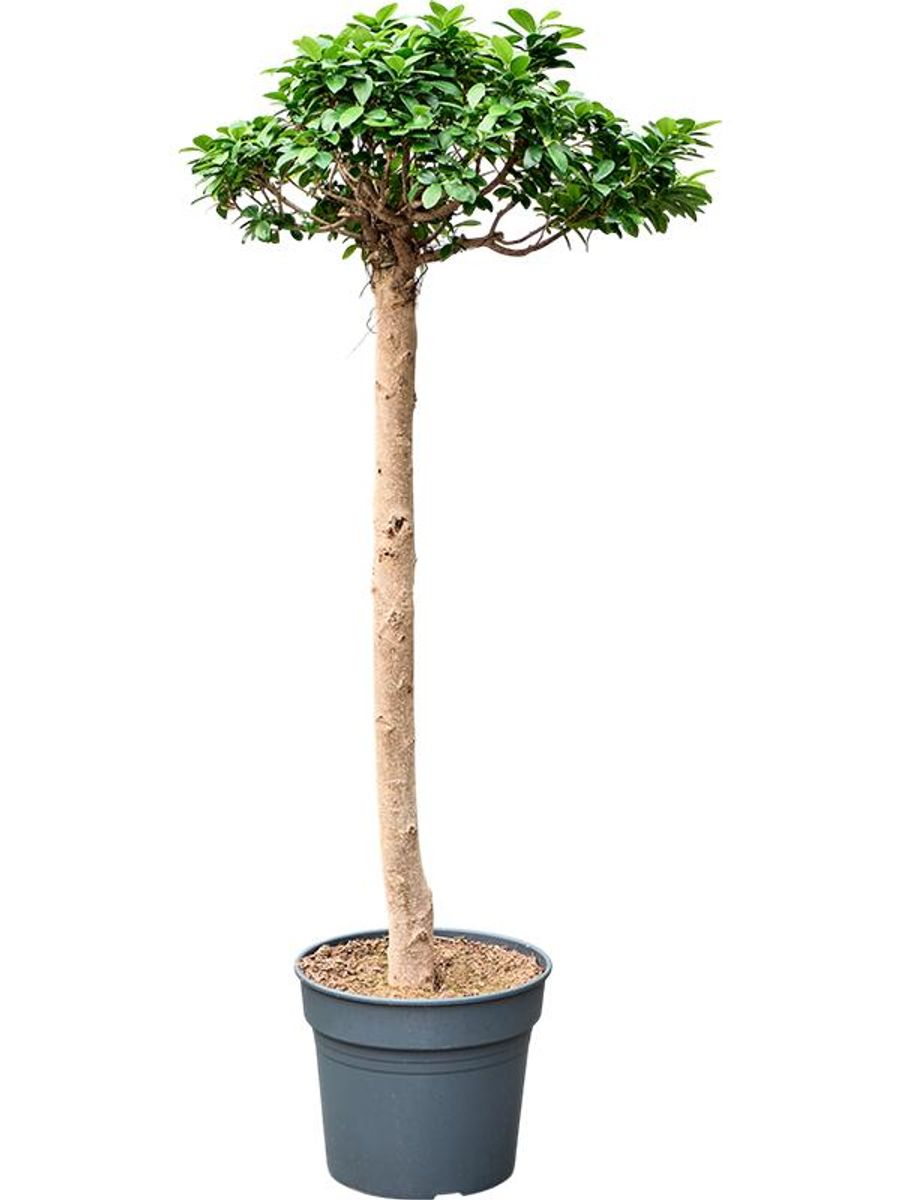 Ficus microcarpa 'Compacta' — Plant Wholesale FlorAccess