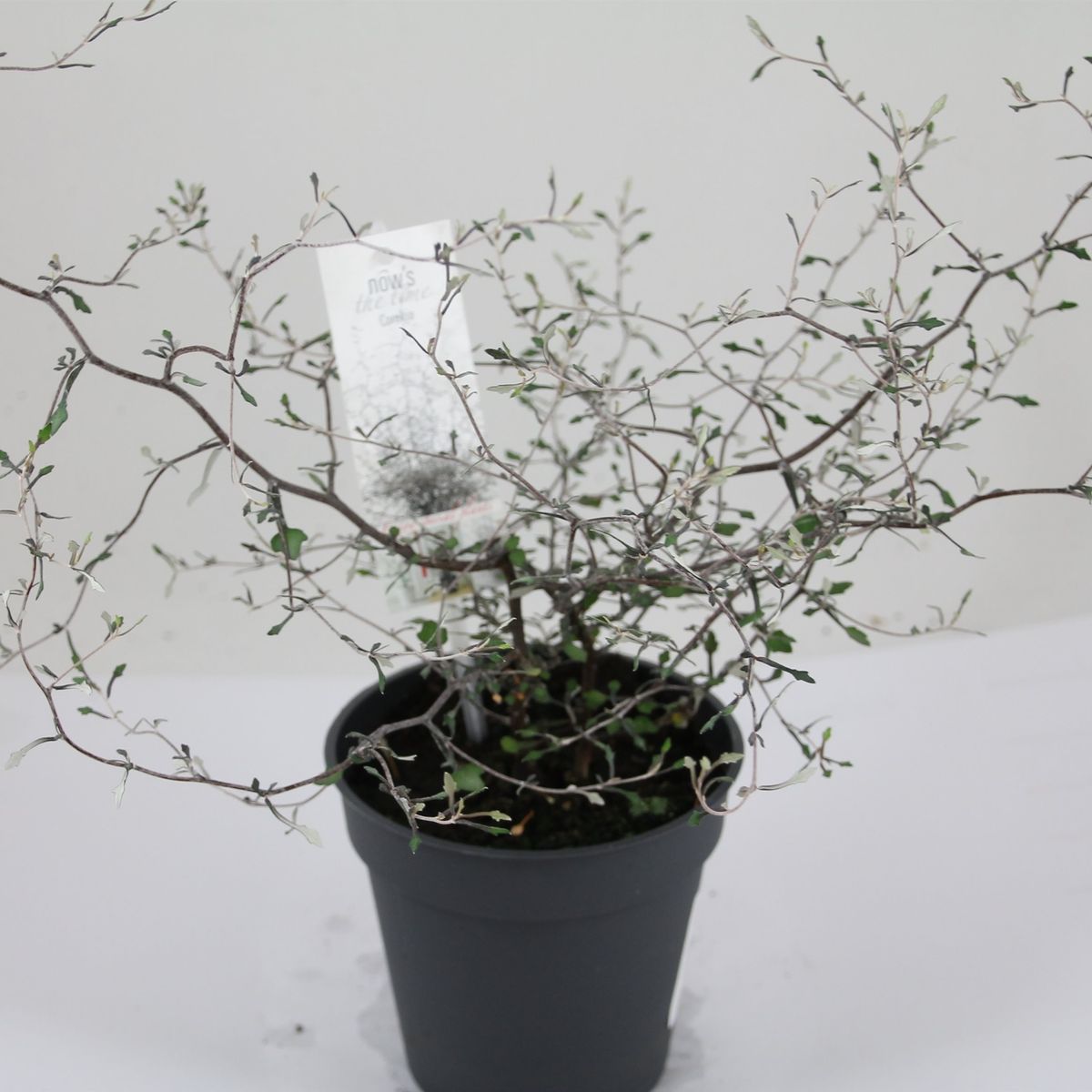 Corokia cotoneaster — Plant Wholesale FlorAccess