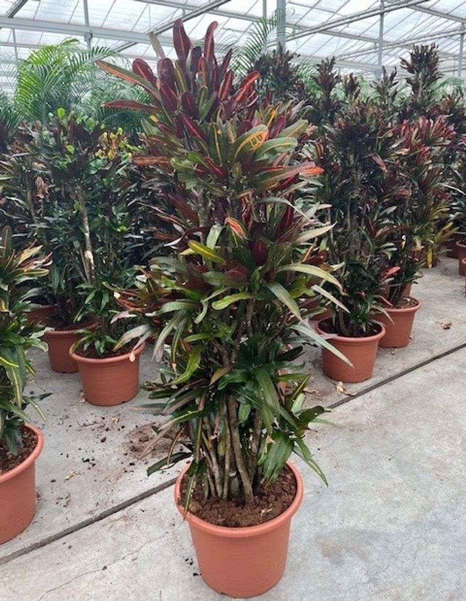 Codiaeum variegatum 'Mammi' — Toptan Bitki Satışı FlorAccess