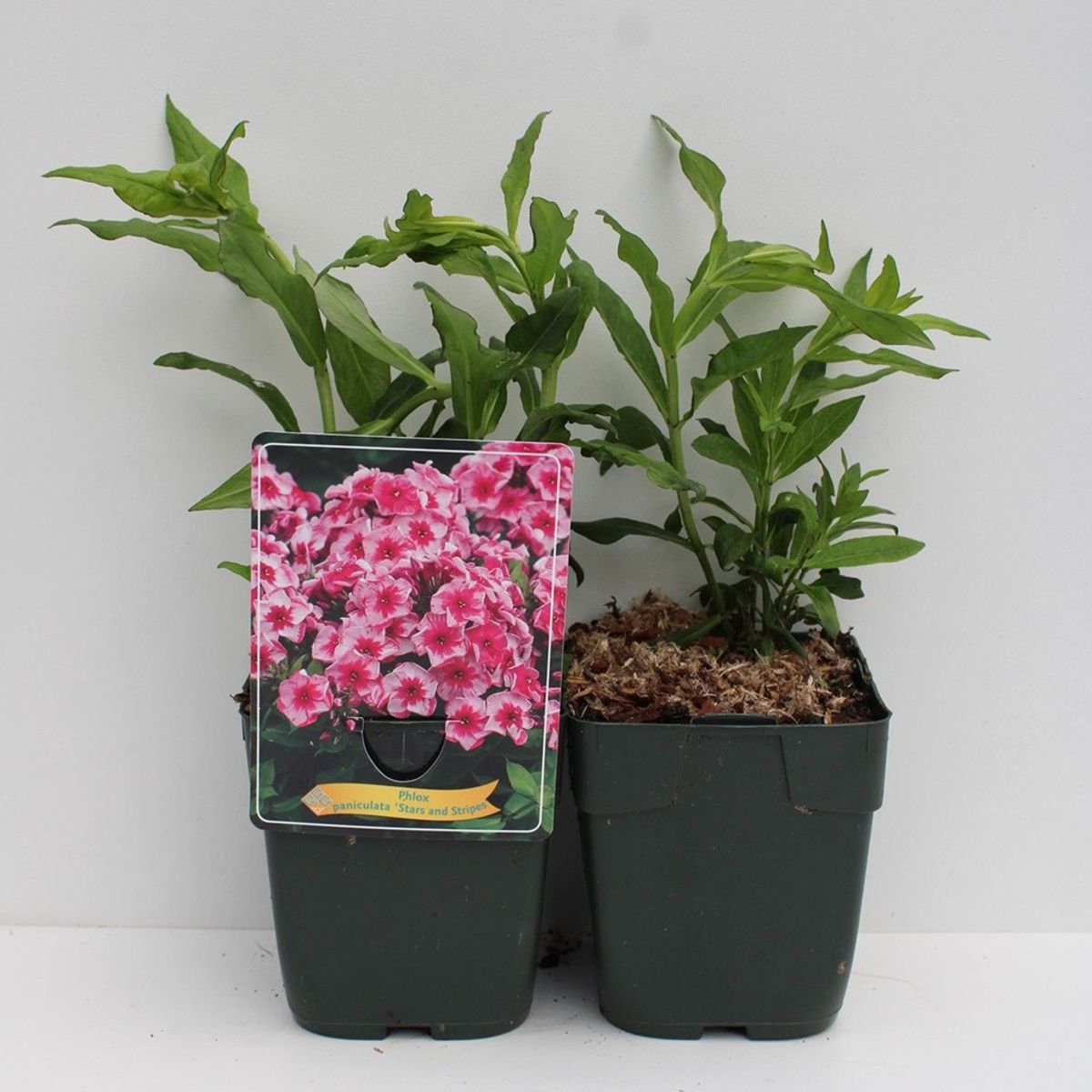 Phlox STARS AND STRIPES — Pflanzengroßhandel FlorAccess