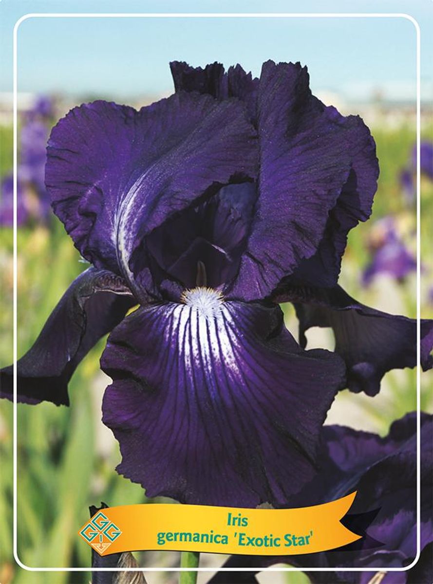 Iris 'Exotic Star' — Рослини оптом FlorAccess